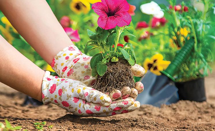 Spring Planting Guide